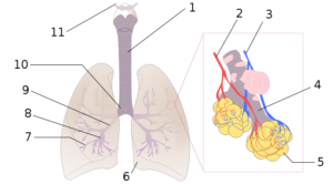 Anatomie des Menschen: Die Lunge - Zec+